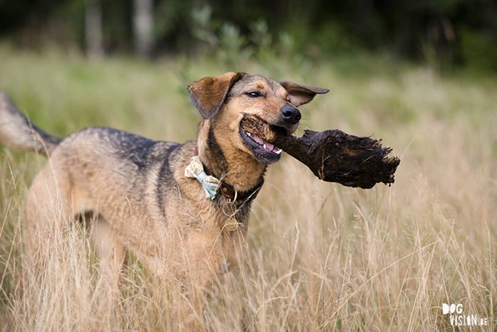 Fenne.be | Wednesday Wanderings (29), Swedish nature photography, dog ...