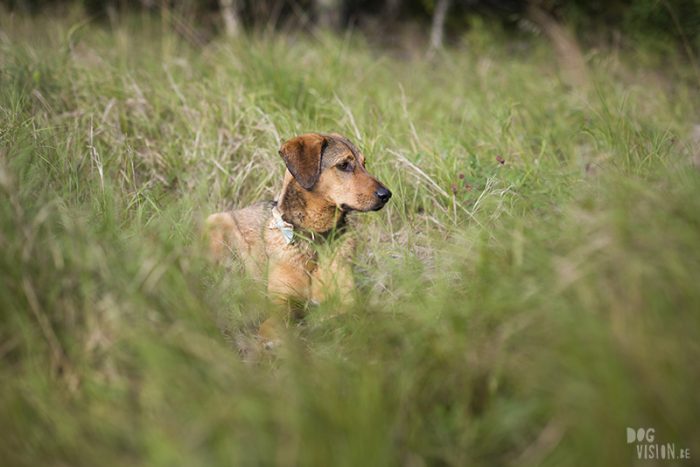 Fenne.be | Wednesday Wanderings (29), Swedish nature photography, dog ...