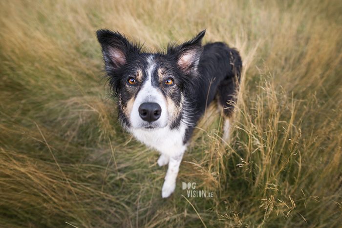 Fenne.be | Wednesday Wanderings (29), Swedish nature photography, dog ...