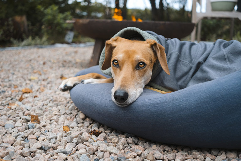 Fenne.be | Making handmade paper from cattail, DIY paper, nature craft ...